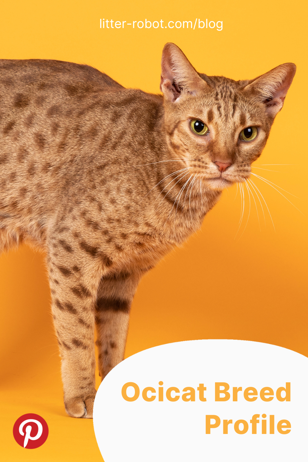 Ocicat Cat Breed