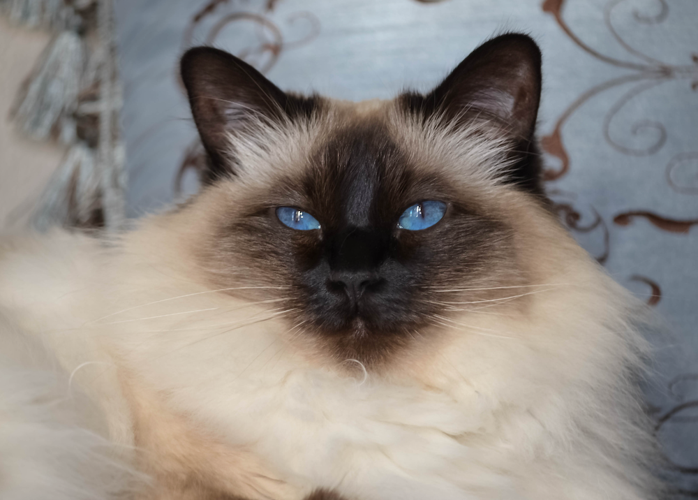 Hypoallergenic Cats: Facts, Details, and Breed Guide