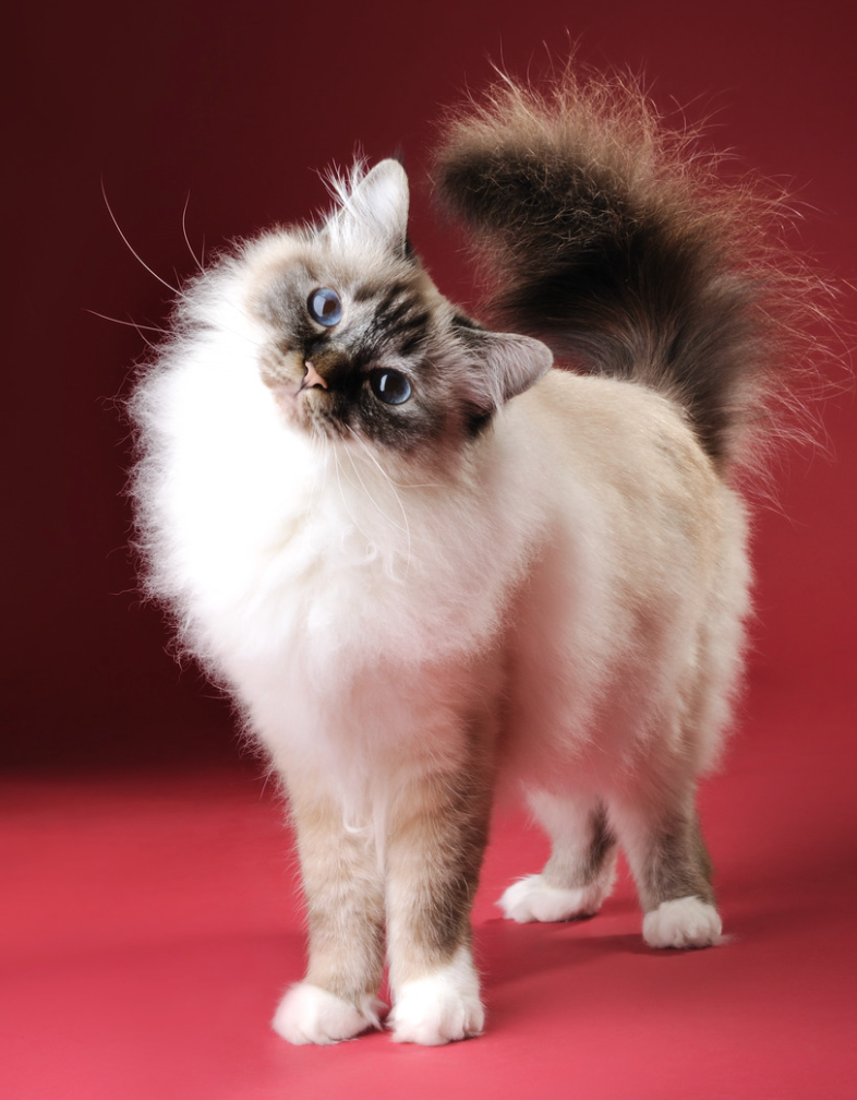 Birman Cat Breed Guide and Profile | Litter-Robot