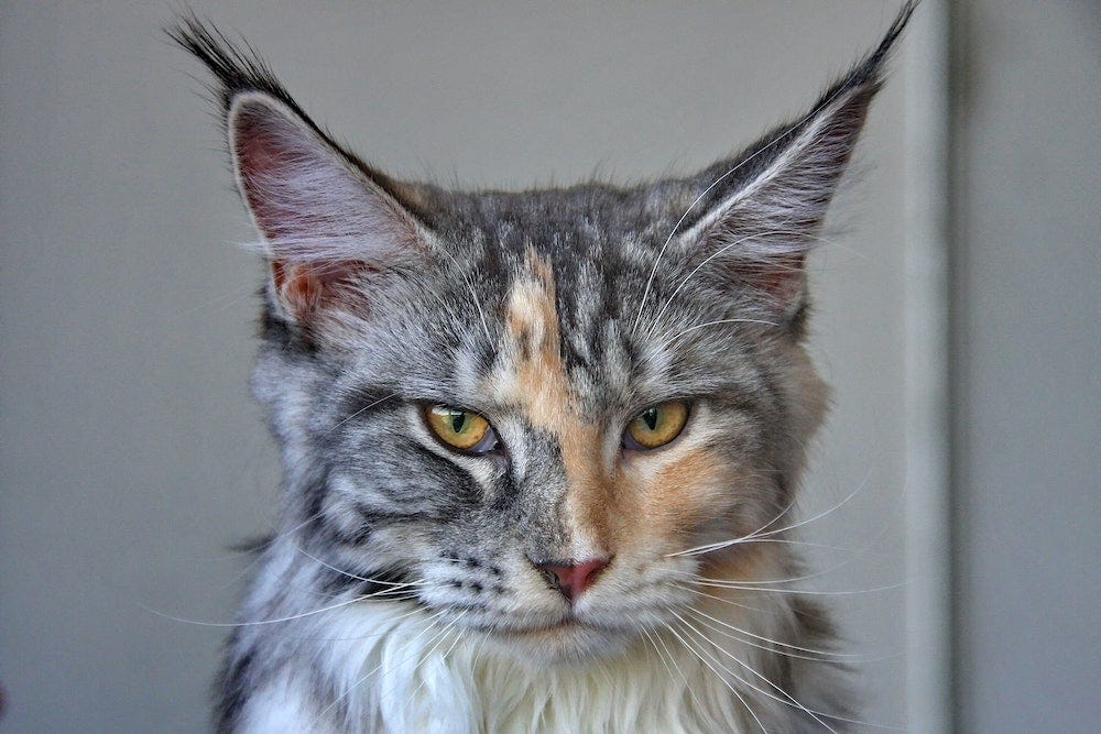 Maine Coon Cat Size How Big Do Maine Coons Get Maine Coon Cat Size How Big Do Maine Coons Get