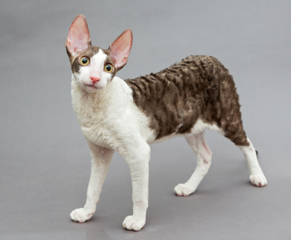 Cornish Rex Cat Breed Profile | Litter-Robot