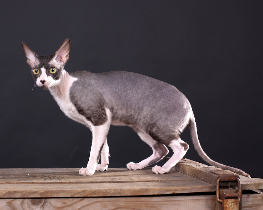 What Colors Can Cornish Rex Cats Be? | Litter-Robot