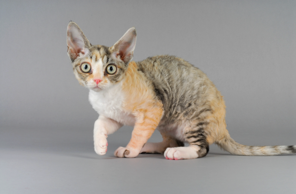 Are Devon Rex Cats Hypoallergenic? | Litter-Robot