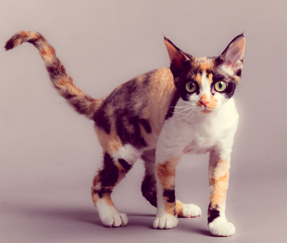 Devon Rex Cat Breed Guide and Profile | Litter-Robot