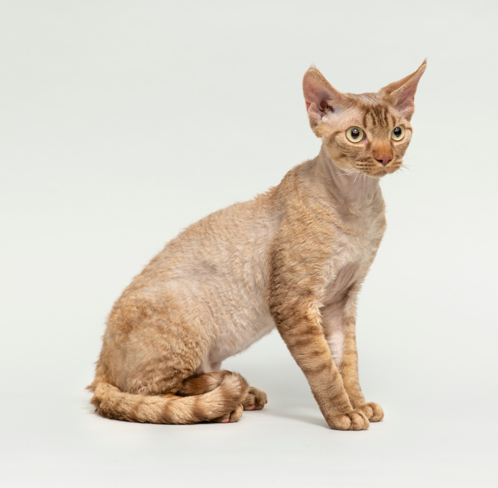 Devon Rex Cat Breed Guide and Profile | Litter-Robot
