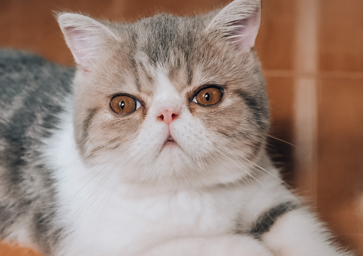 Exotic Shorthair Personality: How Do Exotic Shorthairs Act?