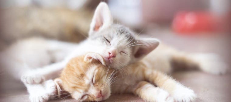 It's Kitten Season! Here's How to Help!