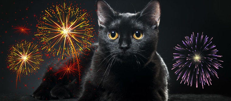 Why Are Cats and Dogs Scared of Fireworks?