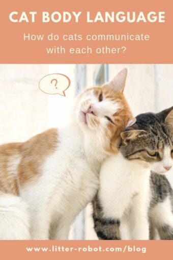 Cat Body Language: How Cats Communicate With Each Other