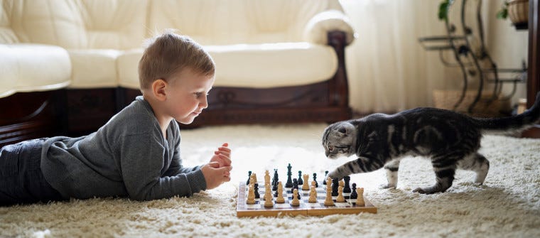 How Smart Are Cats? | Smartest Cat Breeds | Litter-Robot