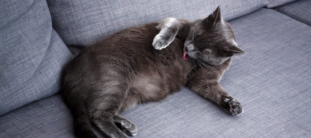 Cat Overgrooming: Why Is Your Cat Grooming So Much?