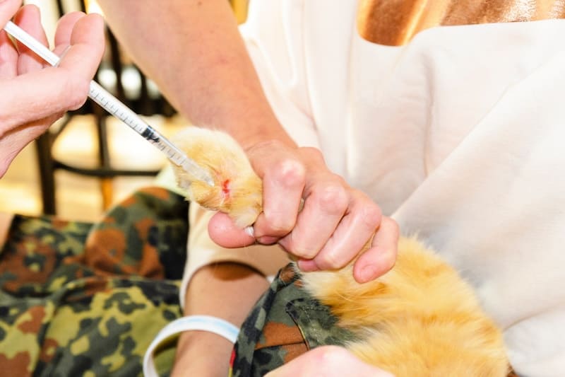 How To Recognize a Snake Bite on a Cat - A Vet Explains