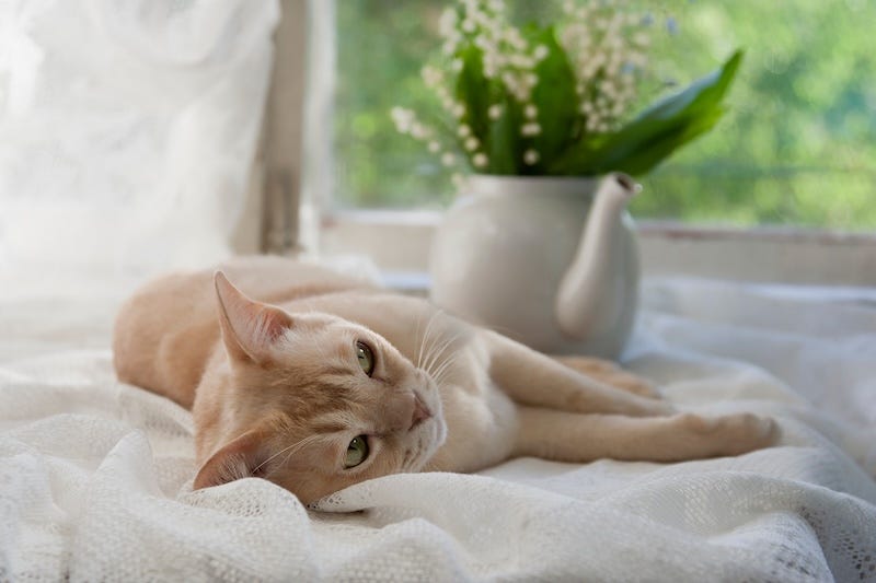 Burmese Cat Breed - Characteristics, Colors, & Personality