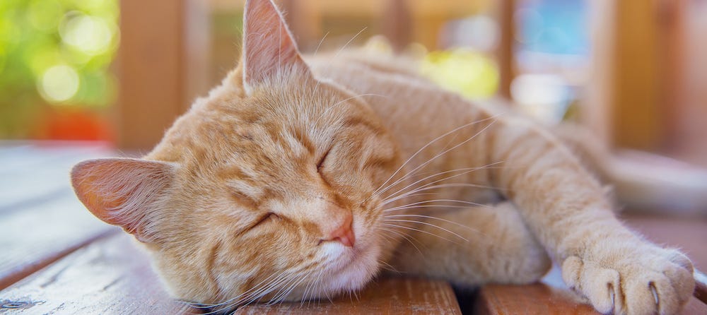 Litter-Robot Blog | Cat Facts, Tips & Health Resources