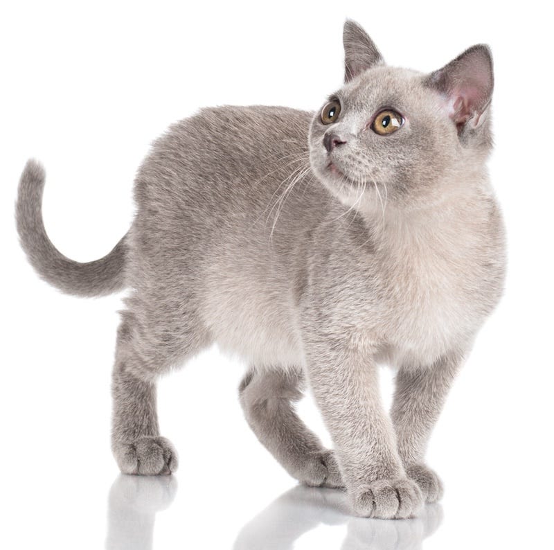 Burmese Cat Breed - Characteristics, Colors, & Personality