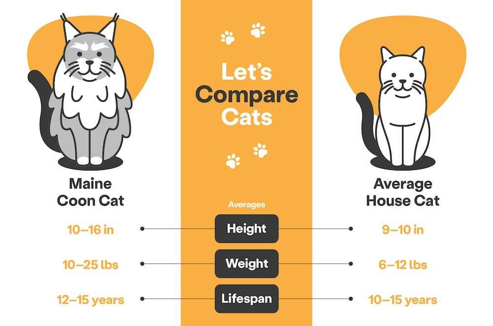 Maine Coon Cat Breed Guide and Profile