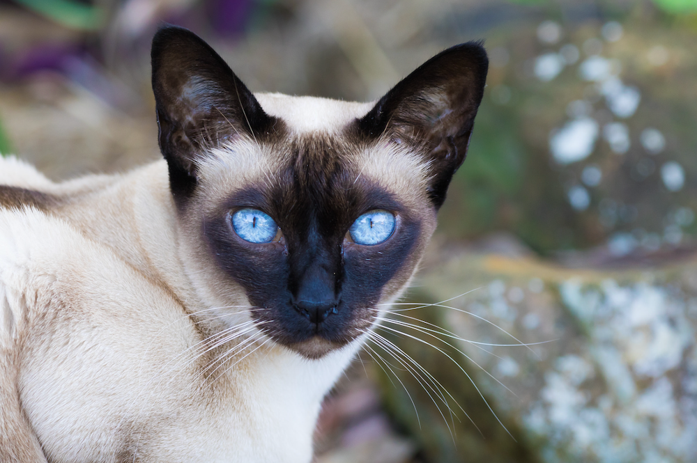 Tonkinese Cat Breed Profile | Litter-Robot