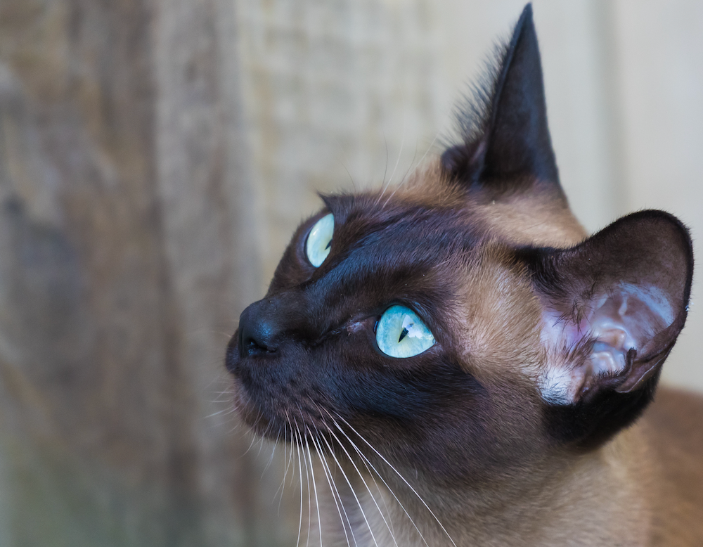 Tonkinese Cat Breed Profile | Litter-Robot