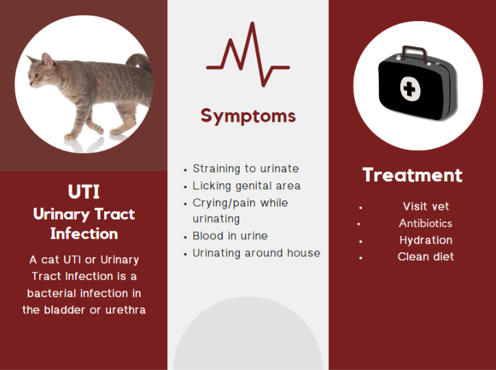 Cat Keeps Going To The Litter Box? Here's Why