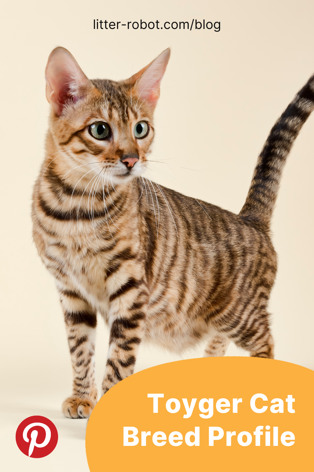 Amazon Cat Breed at Darrel Ferreira blog