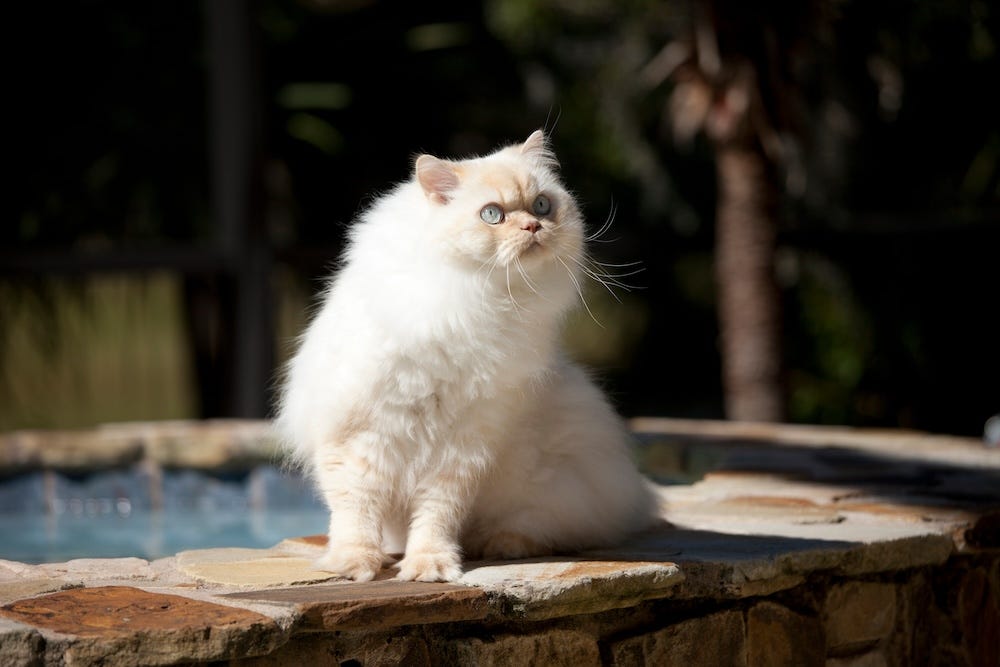Himalayan Cat Colors - Top 10 Colors from Common to Rare