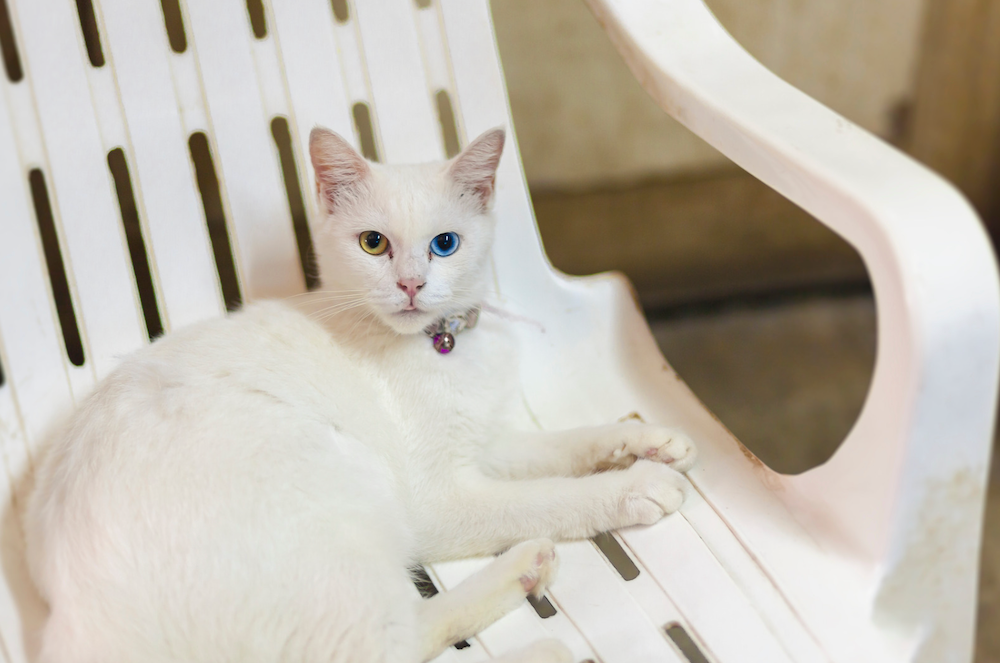 Khao Manee Cat Breed Profile | Litter-Robot