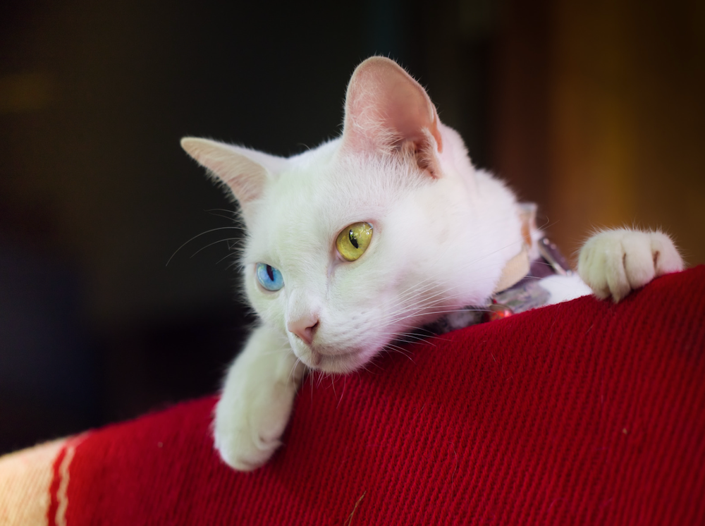 Khao Manee Cat Breed Profile | Litter-Robot