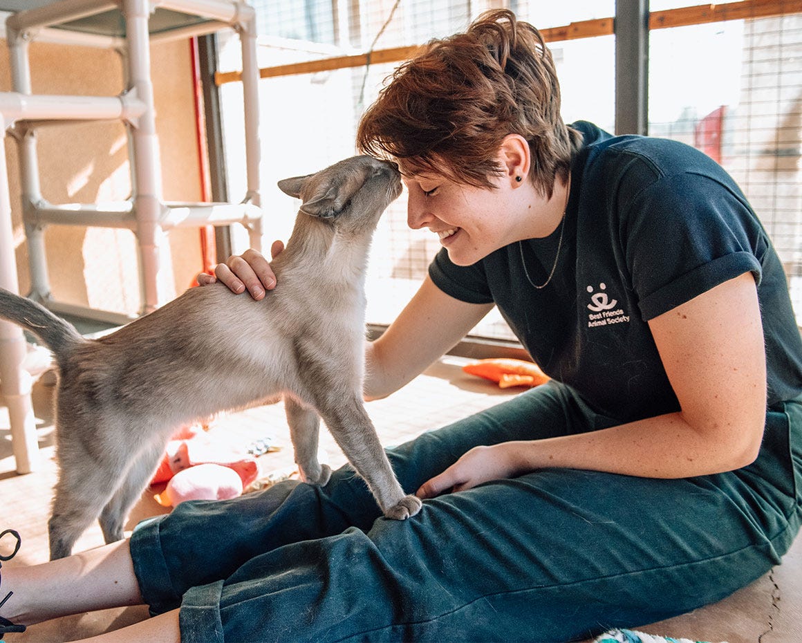 How To Adopt a Cat - 8 Essential Steps