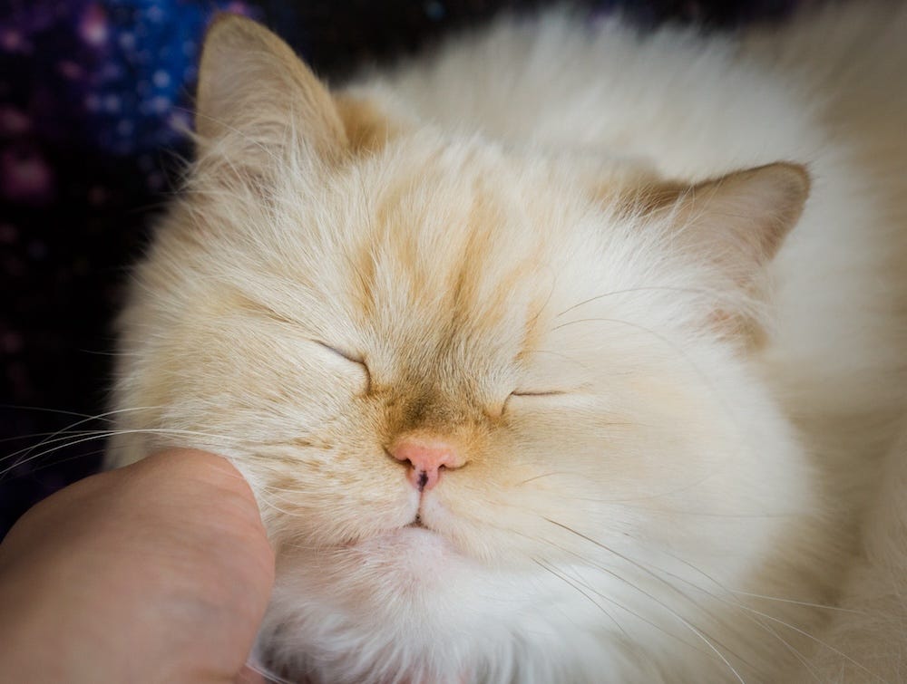 Himalayan Cat Colors - Top 10 Colors from Common to Rare