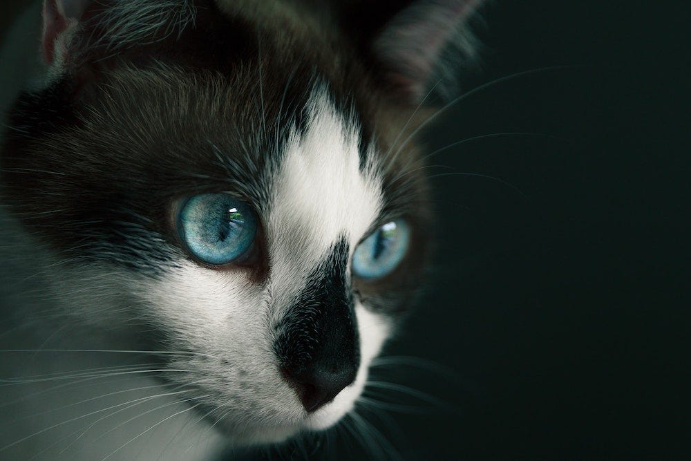 8 Most Common Cat Eye Colors Facts Details Cat Breeds 8 Most Common Cat Eye Colors Facts Details Cat Breeds
